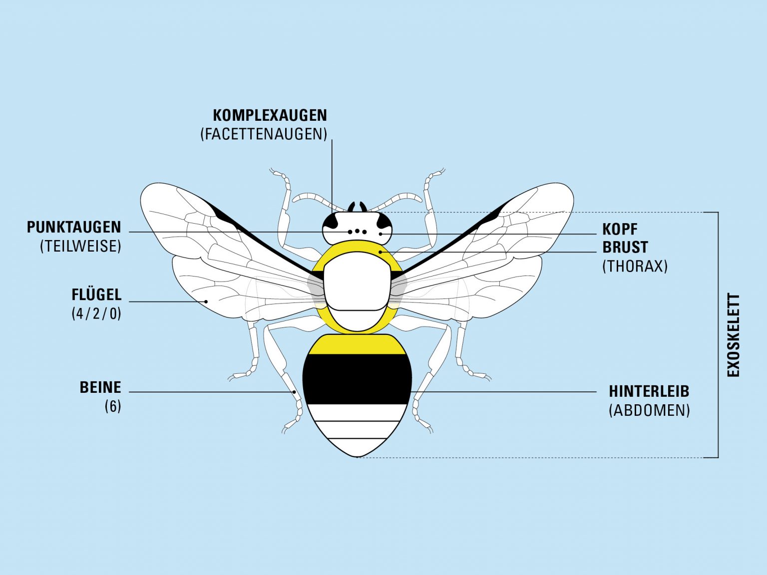 Typisch Insekt - Insektenfreundliches Günztal